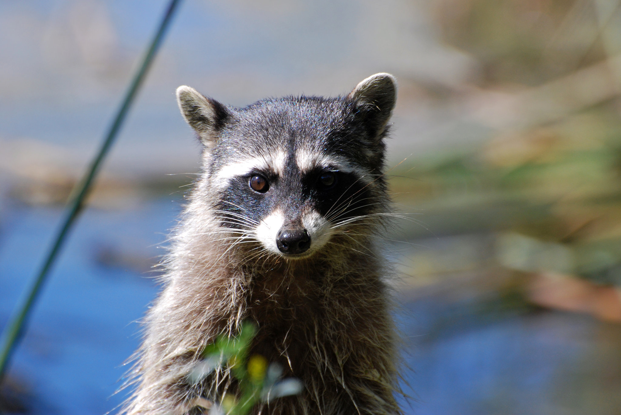 Raccoon lädt APK-Dateien für Android über den PC aus dem Play Store ...